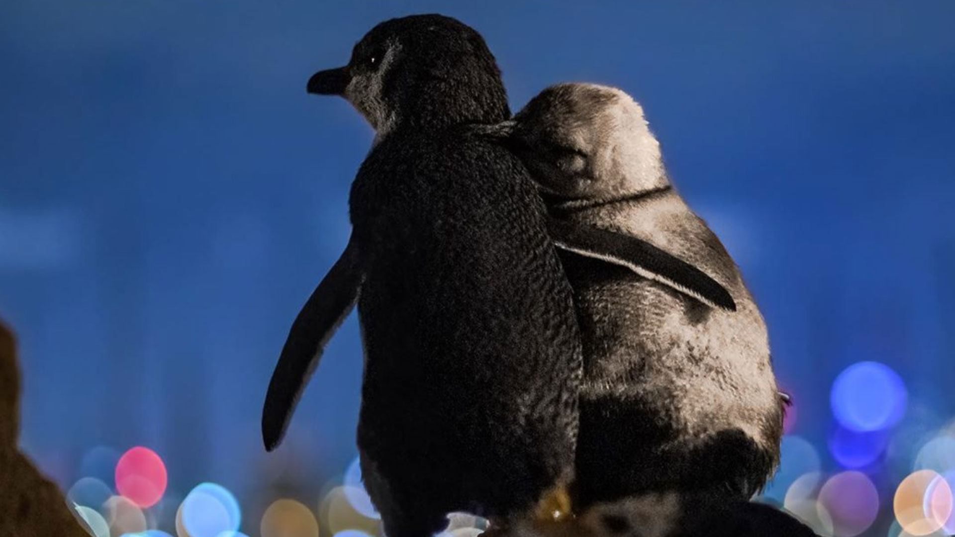 Two Penguins Hugging