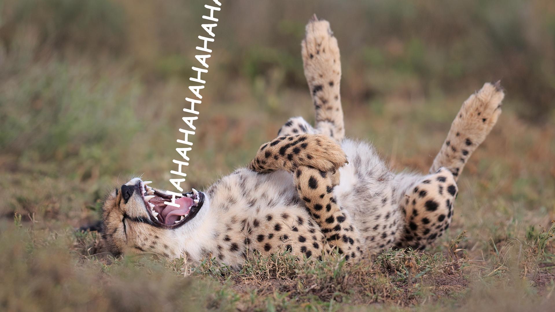 Did You Know Foxes Giggle? Listen To All These Animals Laughing!