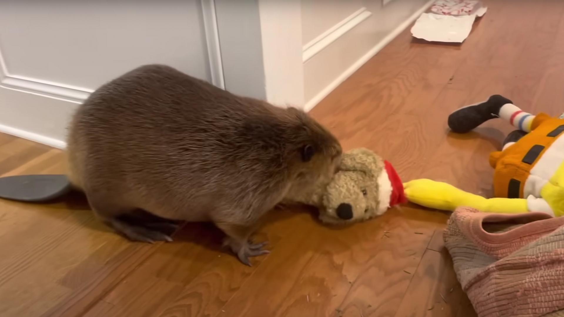 Stop What You're Doing Immediately And Watch This Adorable Beaver Make ...