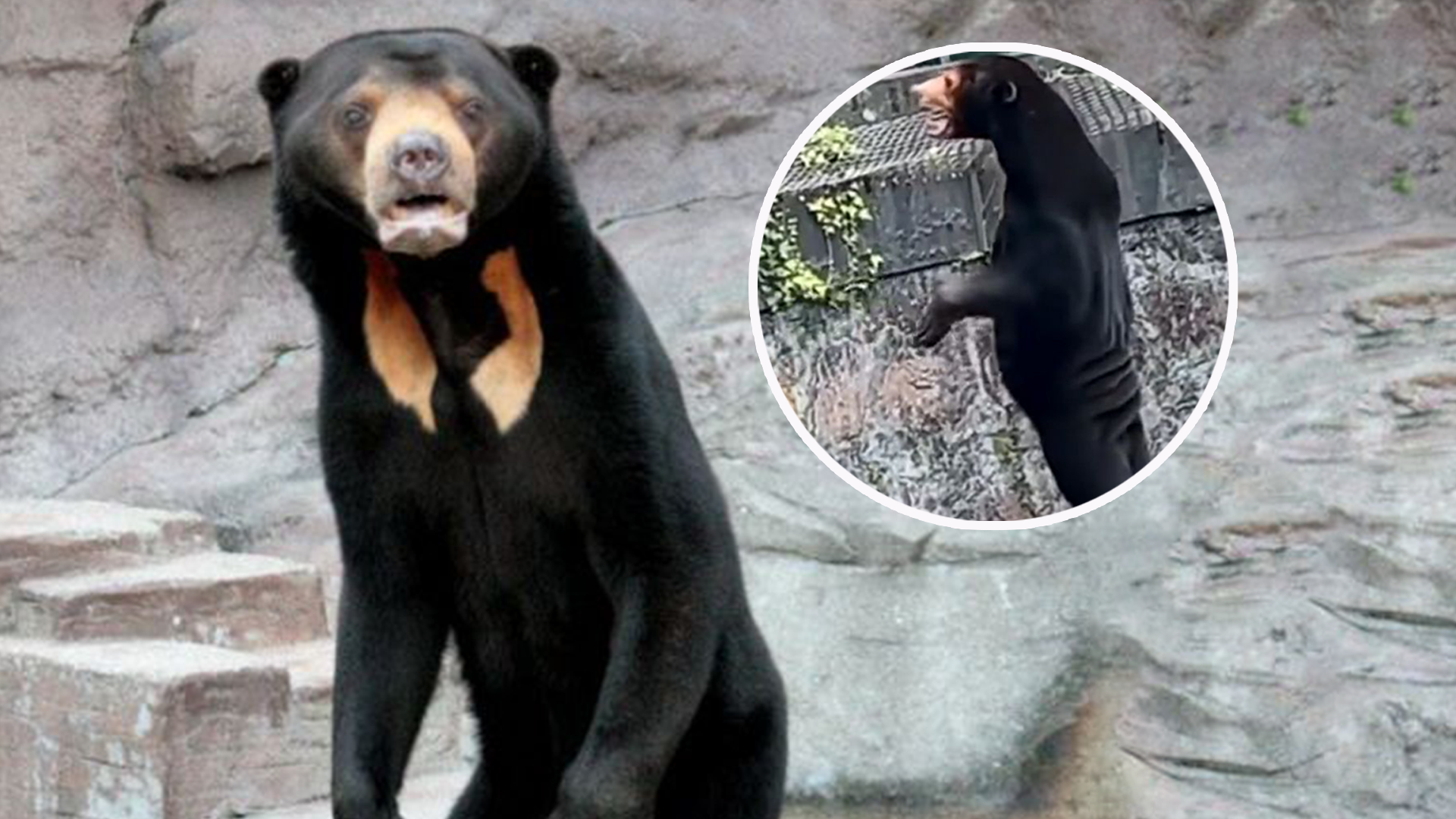 A Chinese Zoo Denies That Their Sun Bears Are Just People In Costumes
