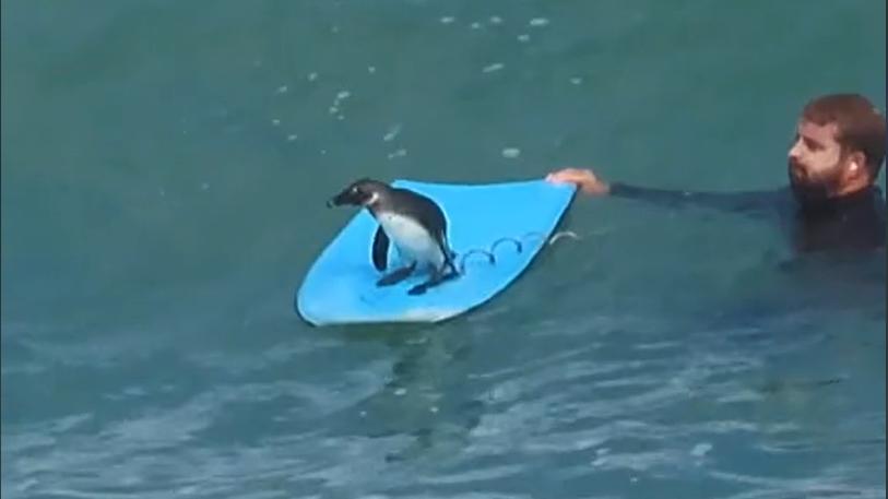 "Surf's Up!" Penguins Have Taken Up Surfing In South Africa